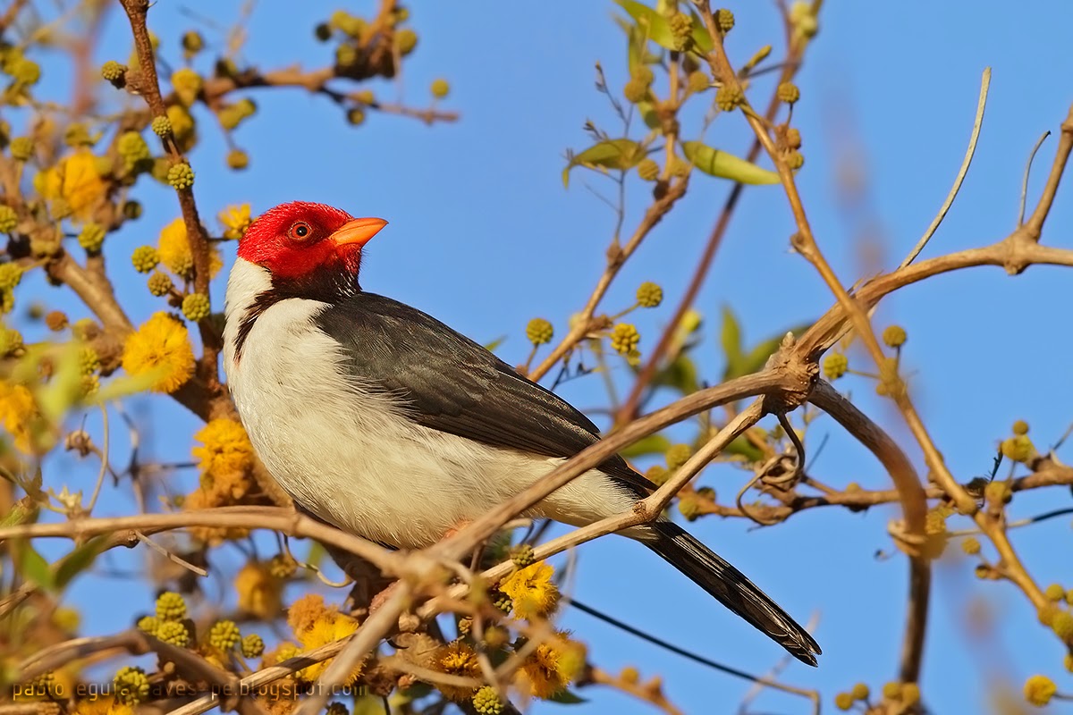mis fotos de aves: Paroaria capitata Cardenilla Yellow-billed Cardinal