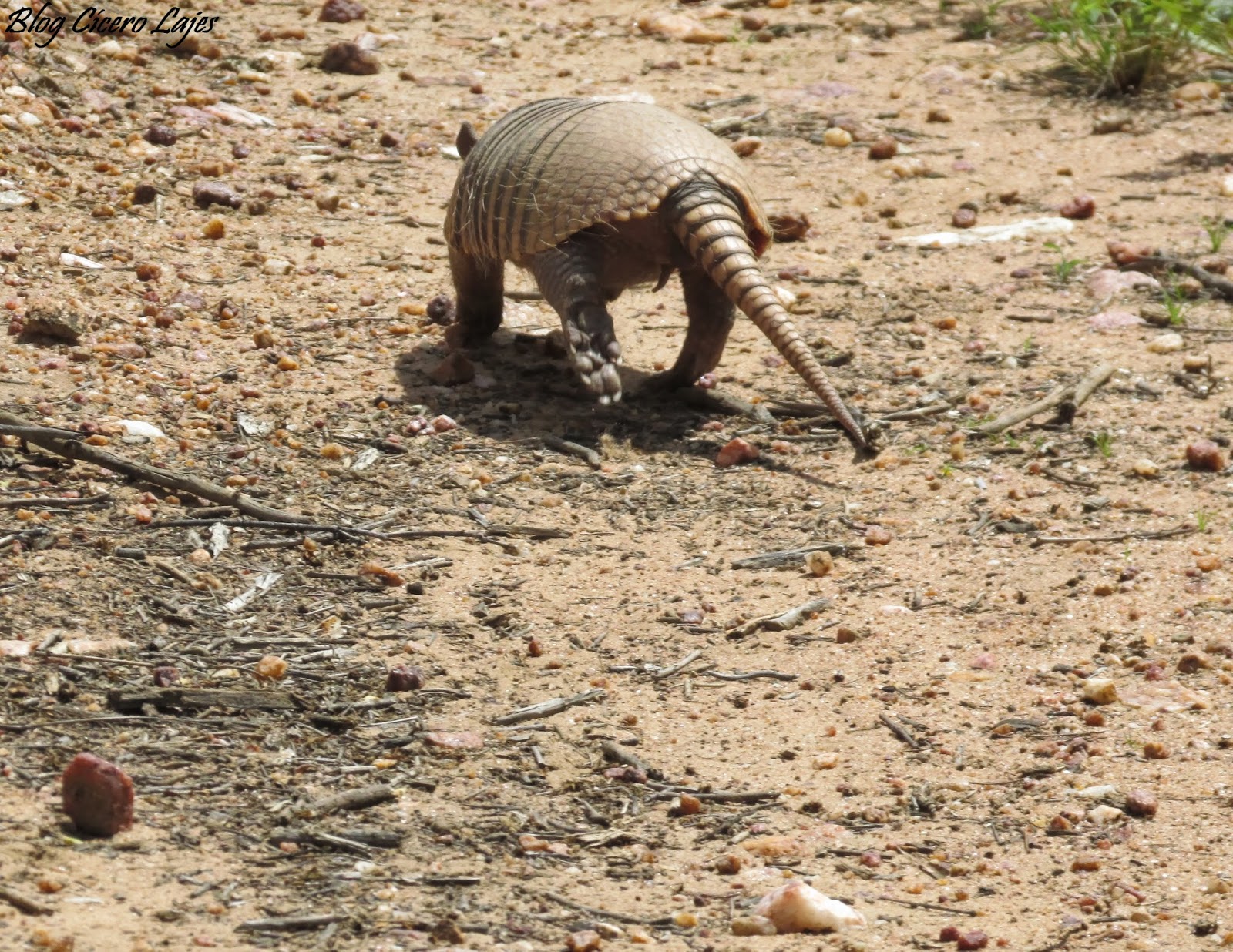 Cícero Lajes: ENCONTRO COM UM PEBA - INFORMAÇÕES