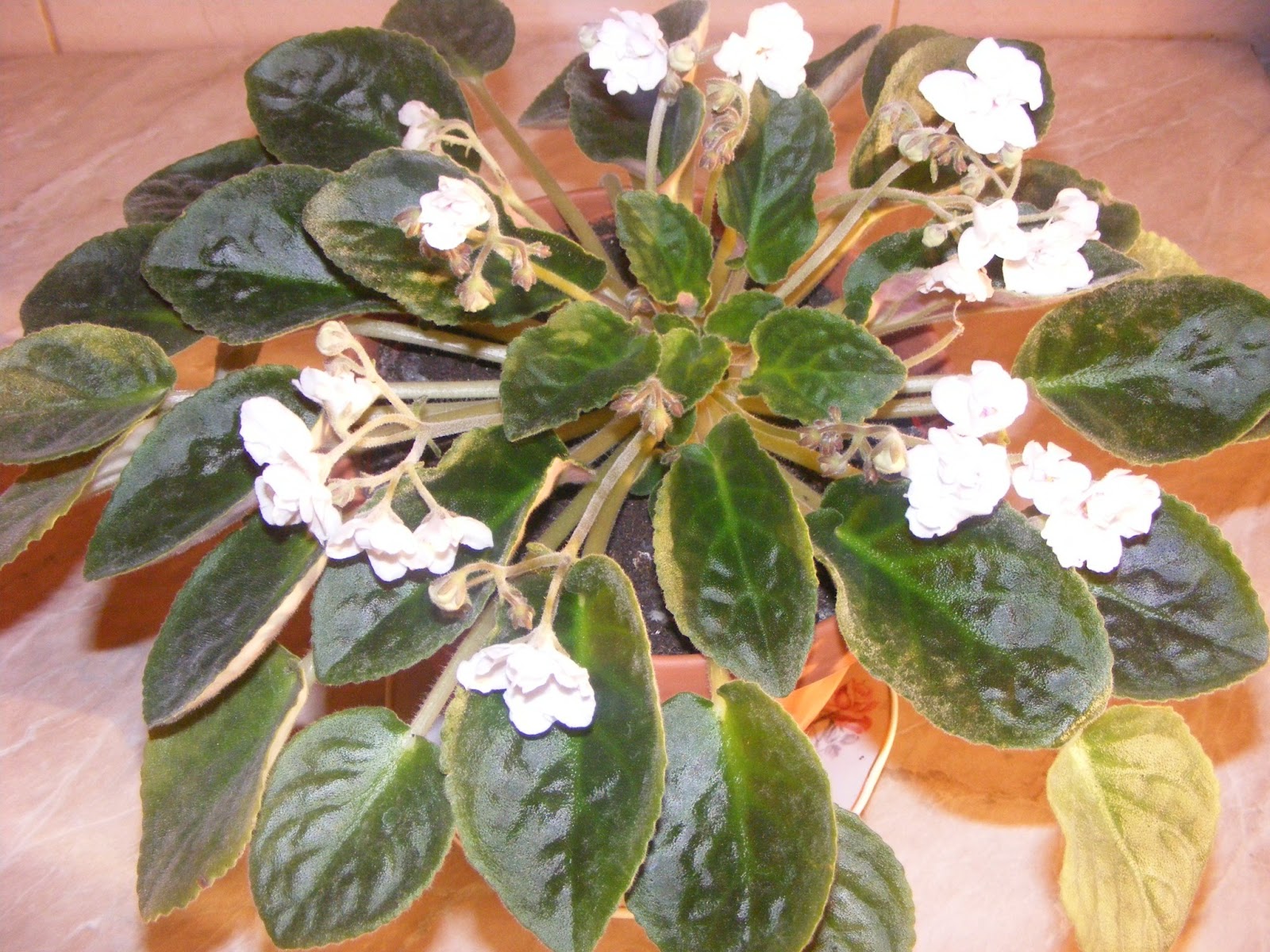 Violete de parma | Preparatedevis.ro