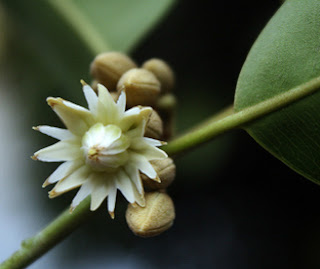 Flower Picturess | Flower Pictures