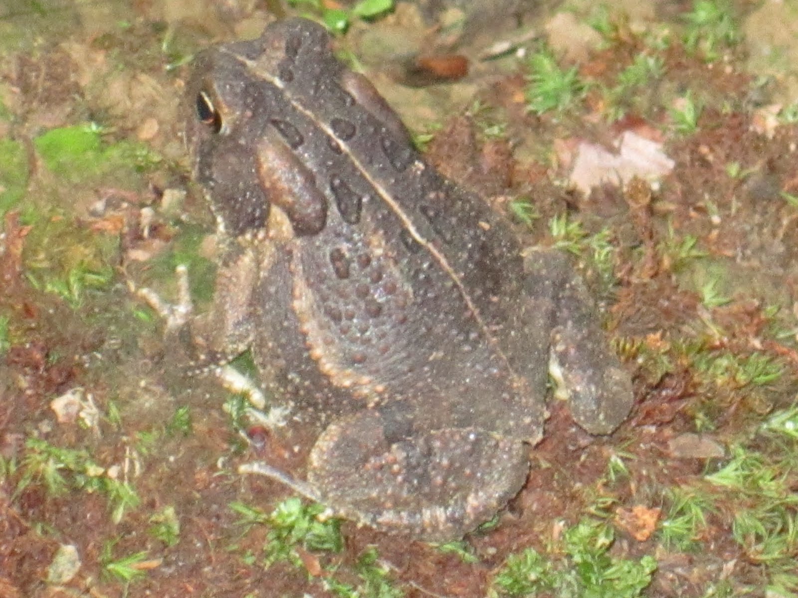 BLCKDGRD: And Through a Major Error in Pattern Recognition or a ...