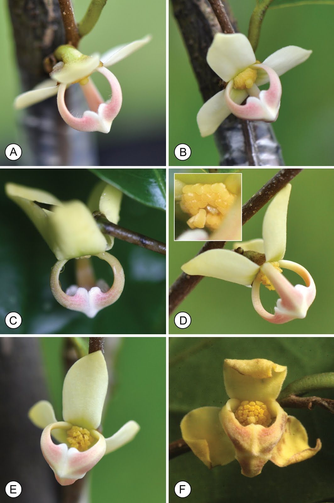 Species New to Science: [Botany • 2019] Mitrephora monocarpa ...
