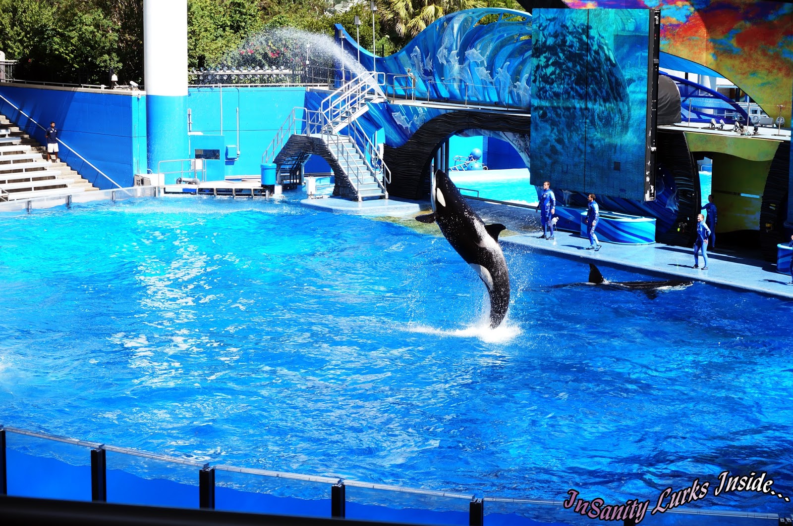 InSanity lurks Inside: Seaworld Orlando- Shamu Show to Close for 3 ...