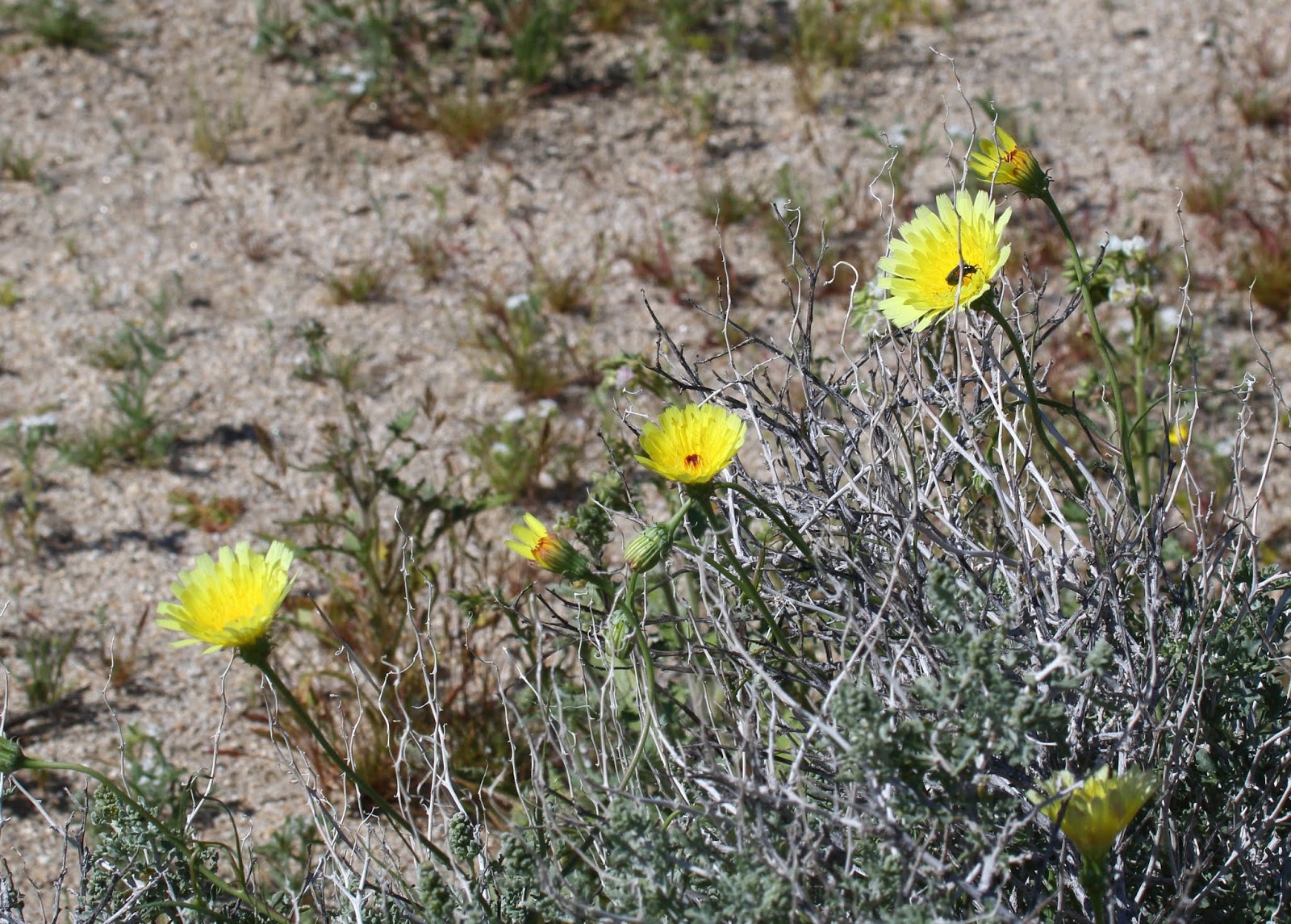 Anza-Borrego Desert Wildflower Super Bloom 2019 - Greg in San Diego
