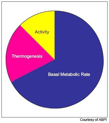 Medical Journal Online: BMR and Its Importance