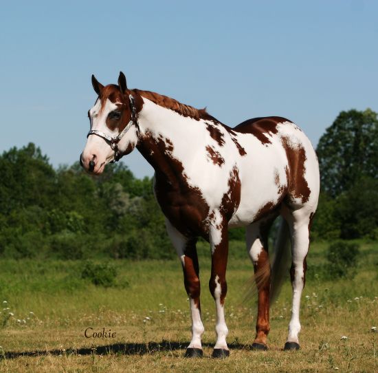 Pokochaj Konie: Podstawowe rasy koni