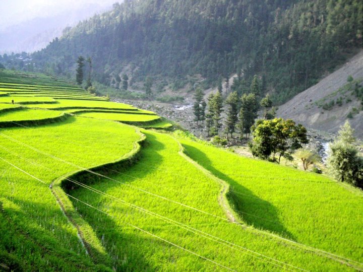 Rice Fields in Kashmir Valley ~ Entertainment-Enter