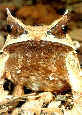 Unique frogs | Incredible Dot Com