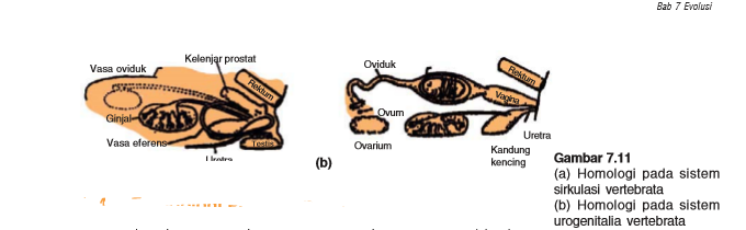 Homologi Alat-alat Tubuh Berbagai Makhluk Hidup - Our Akuntansi
