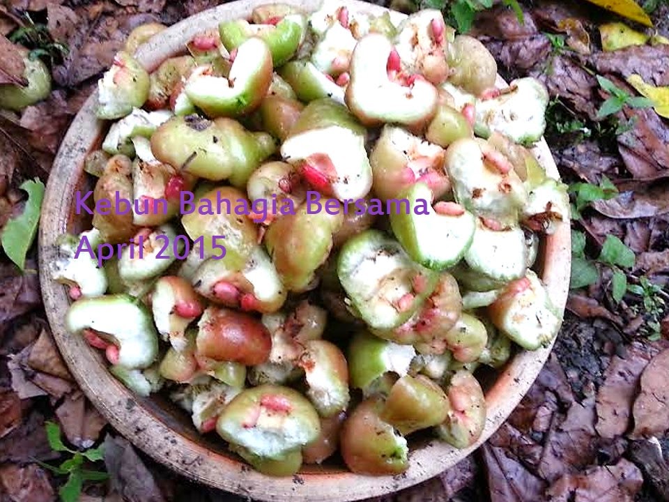 Kebun Bahagia Bersama: Baka jambu air Pink Rose Apple