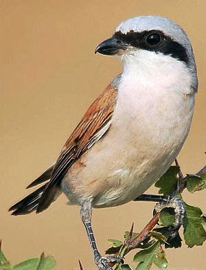 Mengenal Burung Cendet - Kenariku