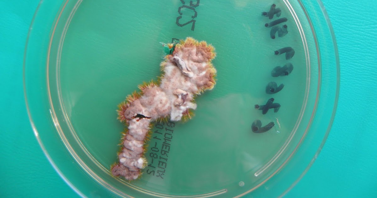 ATLAS MICOLOGIA: TRICHOPHYTON SOUDANENSE