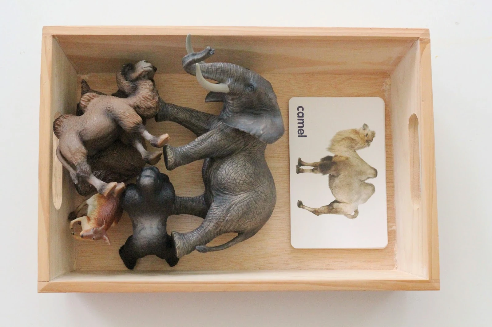 Montessori Inspired Math and Science Trays