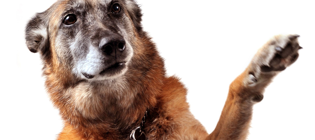 El respeto a la vida: el biocentrismo en ética medioambiental.