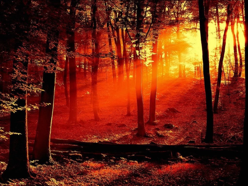 Red Forest Nature Wallpapers - Pictures Gallery