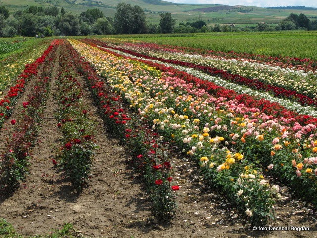 Capitala trandafirilor (homeland roses) CIUMBRUD, jud. ALBA