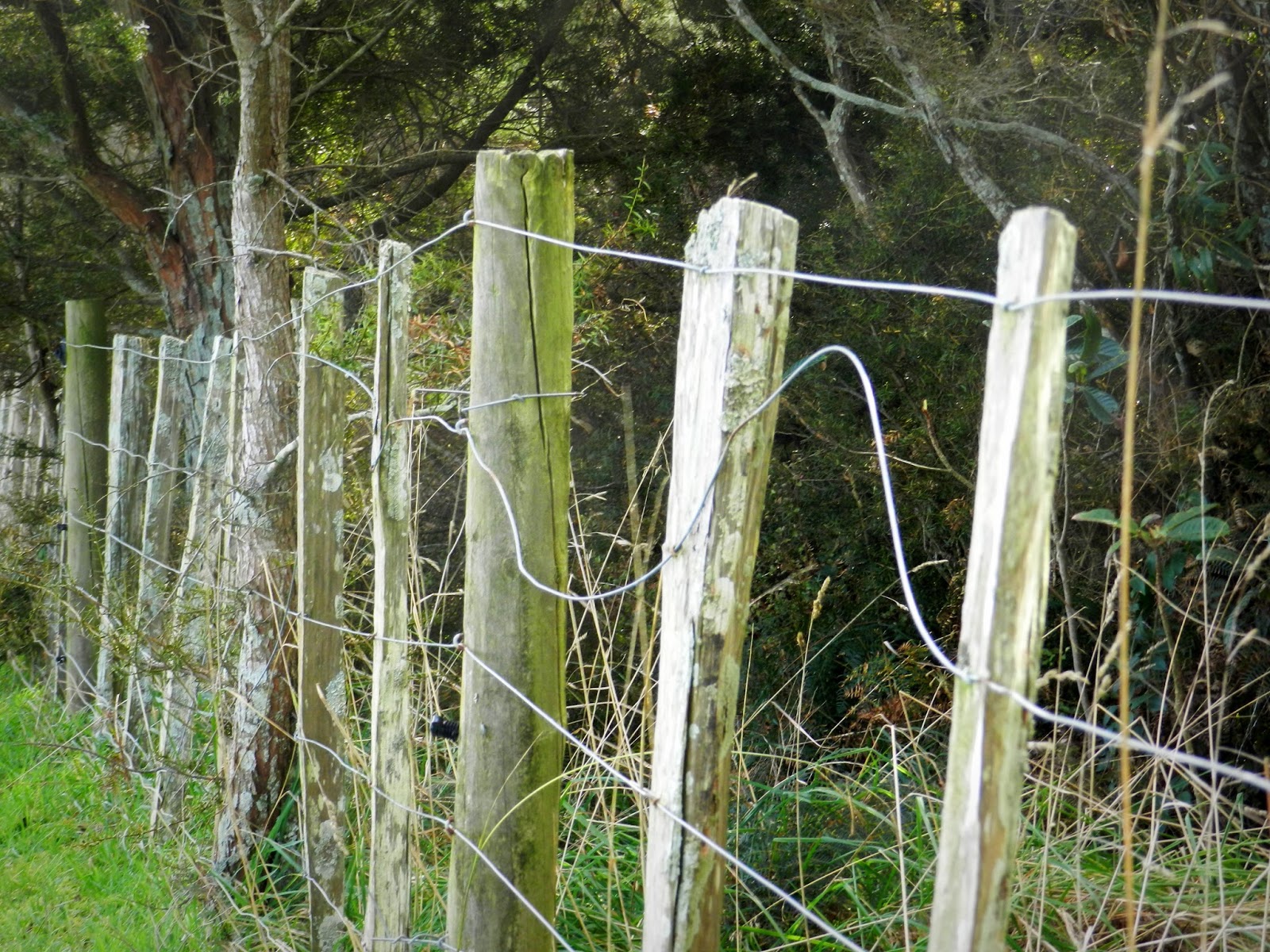 The Paddock: Wavy fence