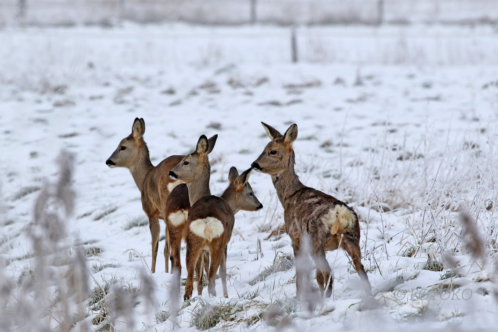 NatuurlijkNatuur: Reeën [Capreolus capreolus] in de sneeuw bij Biessum.