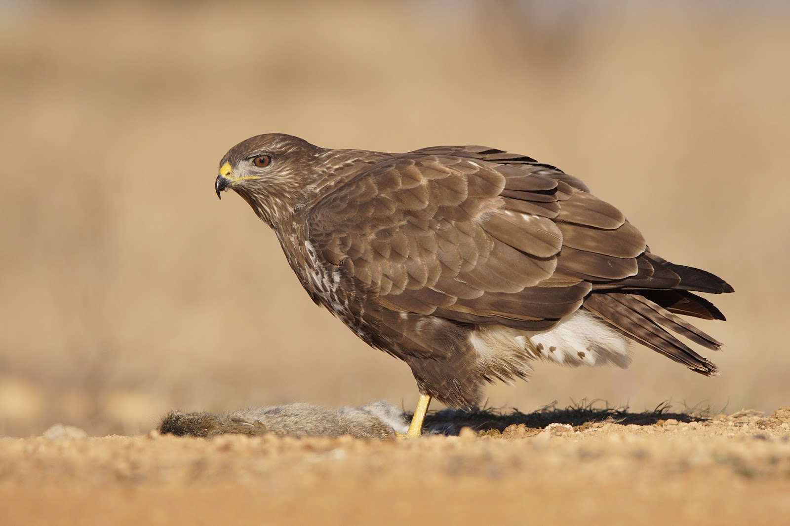 Busardo ratonero.(Buteo buteo) | Hot HD Wallpapers