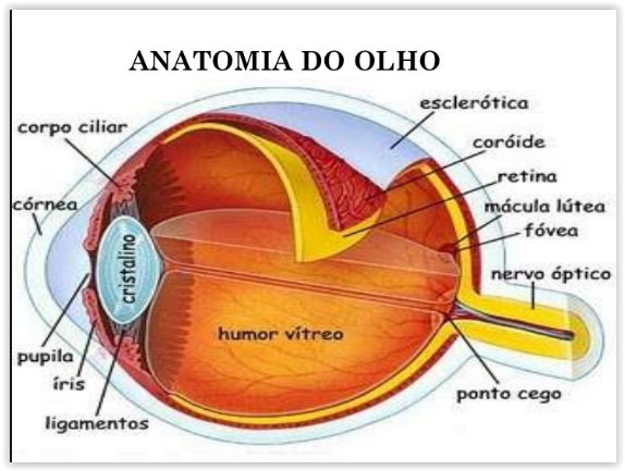Buenos Aires Municipio: Anatomia e fisiologia do Sistema Visual Humano