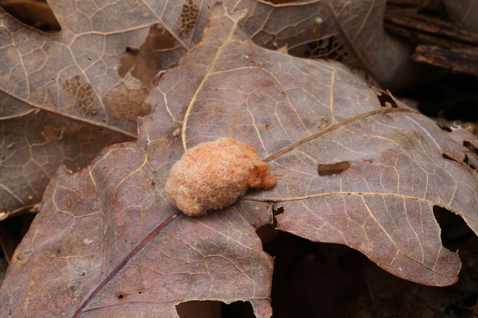 Springfield Plateau: Another Fuzzy Orange Gall