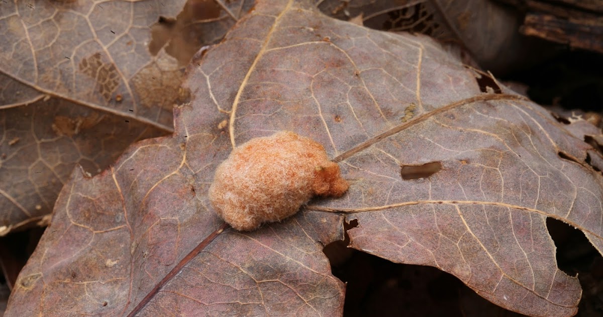 Springfield Plateau: Another Fuzzy Orange Gall