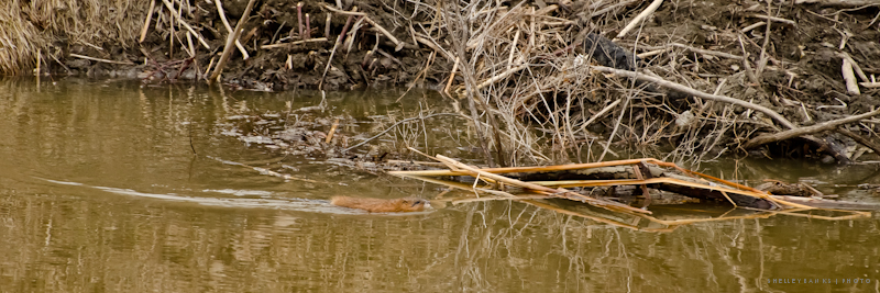 Prairie Nature: Spring: Muskrats in Wascana Creek
