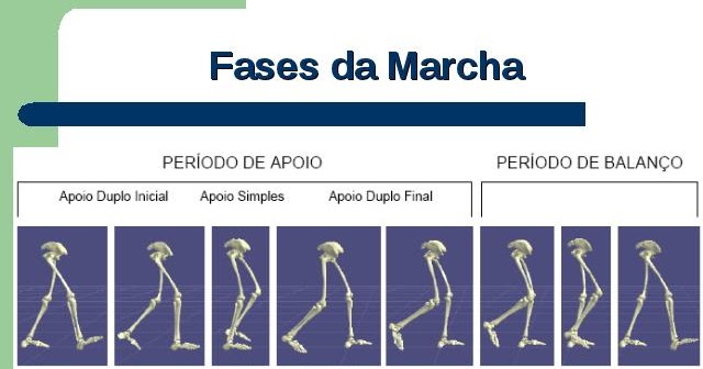 Fases e ação muscular da Marcha Humana - Faça Fisioterapia