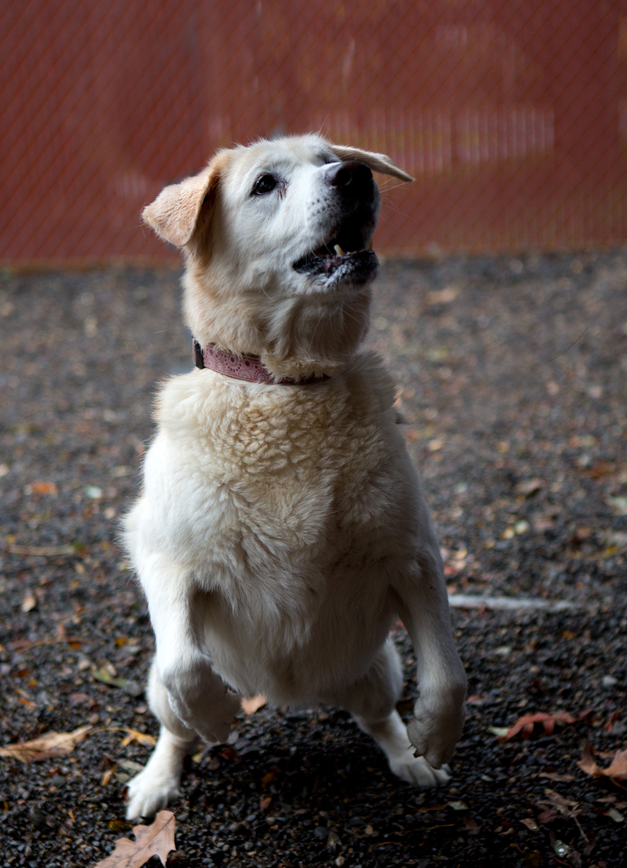 Shelter Dogs of Portland: "JULIE" darling senior Yellow Lab