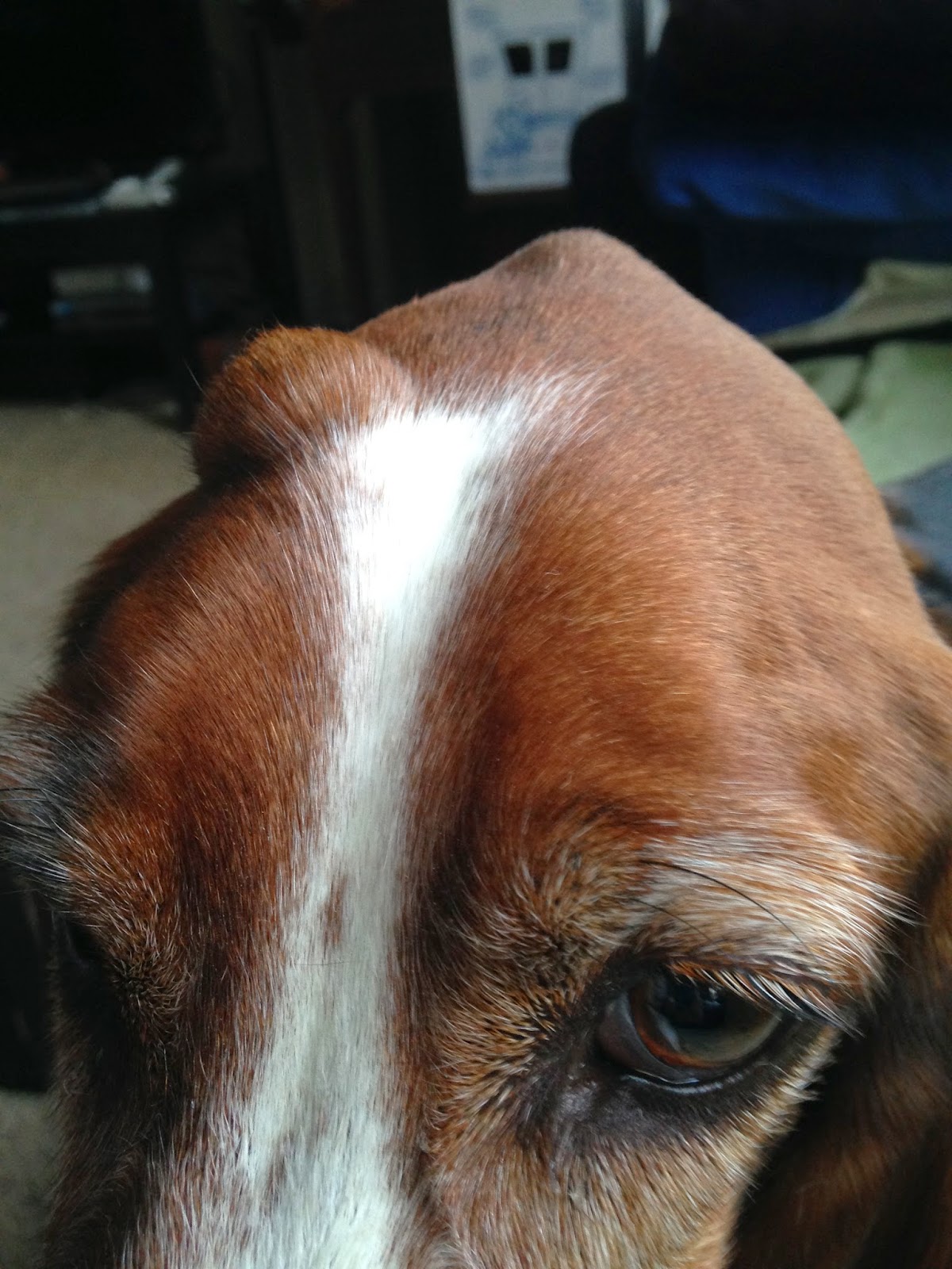 Life As I Know It By Worm The Basset Hound June 2014