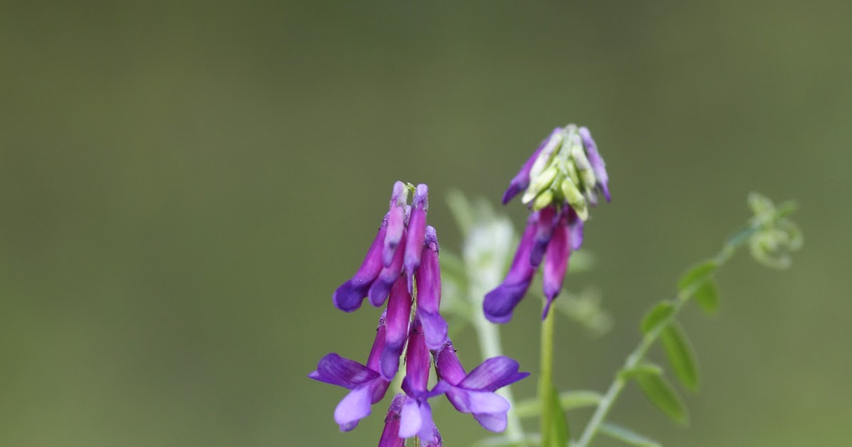 Flora silvestre chiclanera: Vicia benghalensis