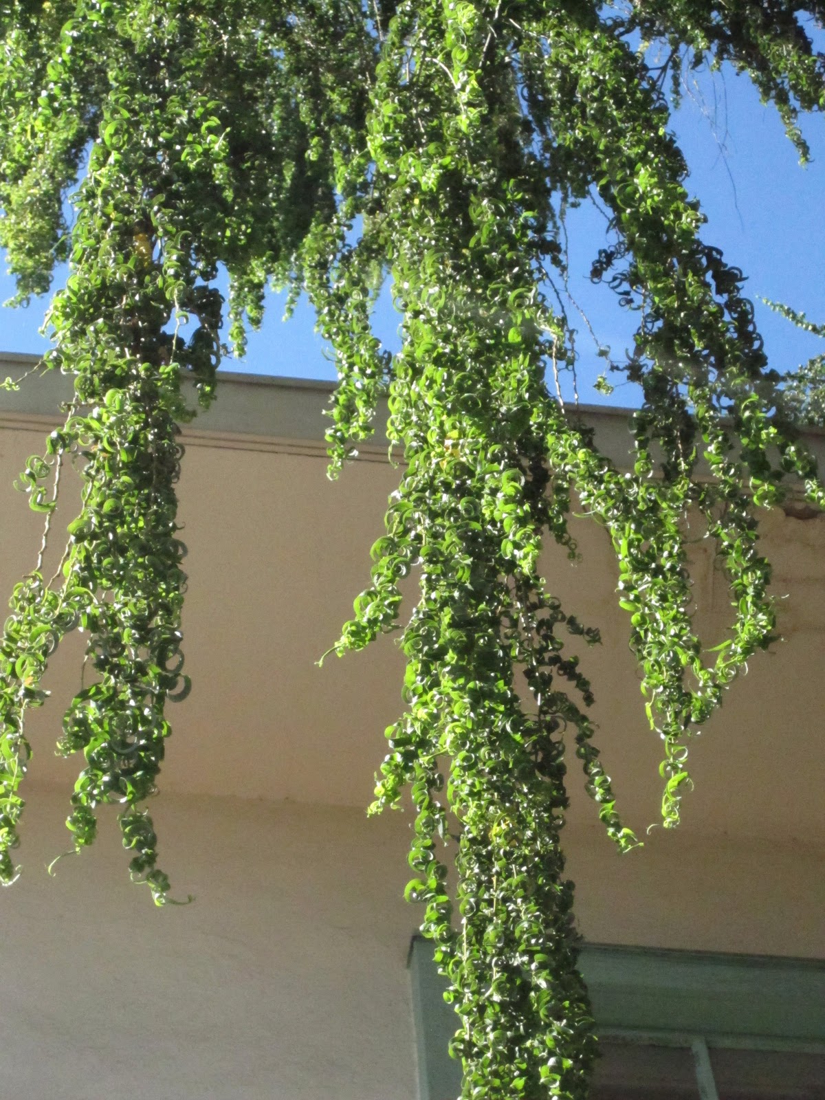 Aprille's SoCal Gardening : Curly Leaved Willow, no REALLY curly!