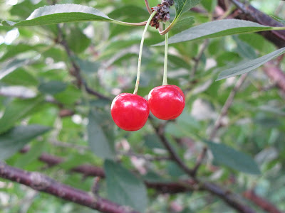 Le Blogue à Zonzon : Cerisier griotte de Montmorency