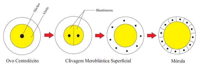 Material de Apoio de Embriologia Veterinária: abril 2019