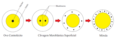 Material de Apoio de Embriologia Veterinária: Clivagem