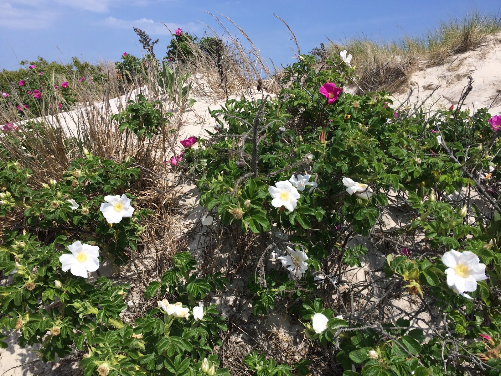 Gone To The Beach: June ~ Beach Roses