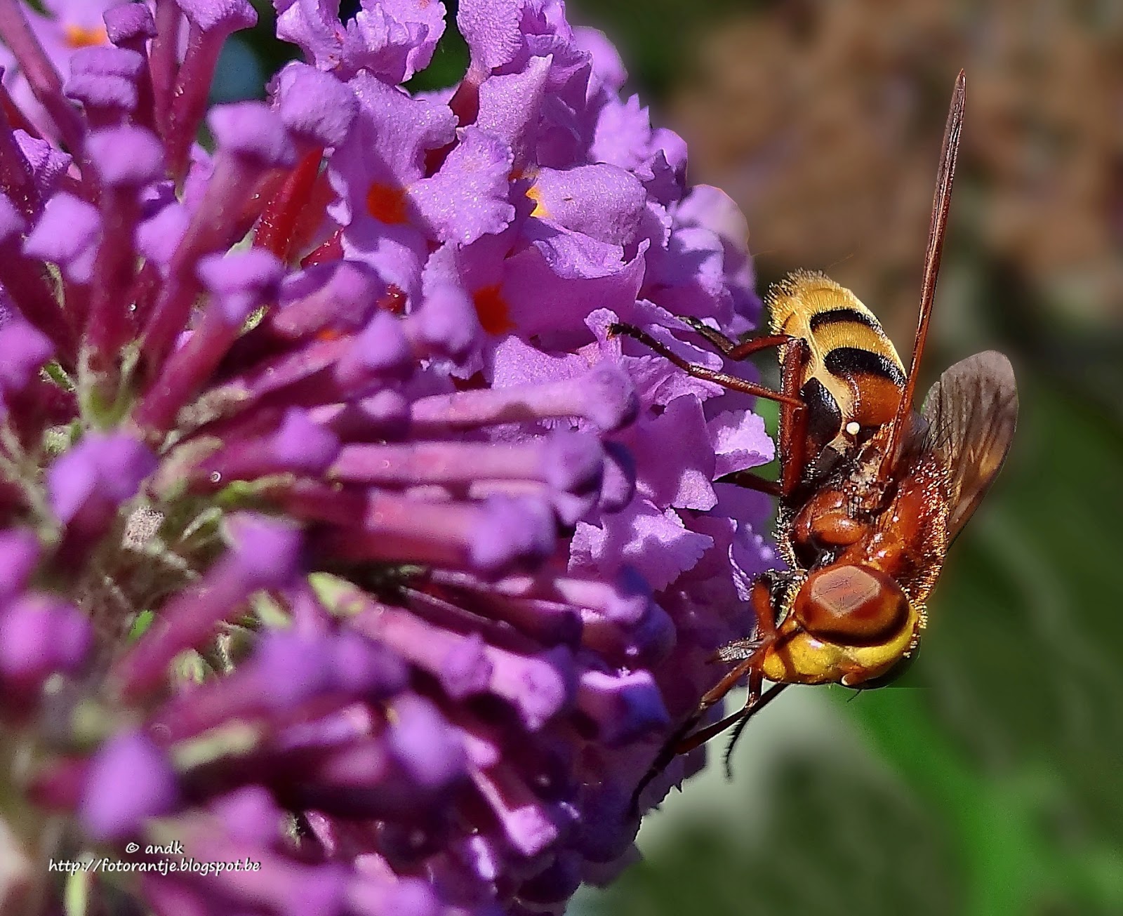 fotorantje: stadsreus