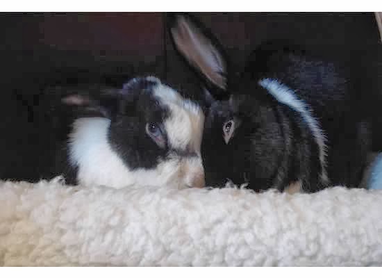 Life with Reno Rabbits