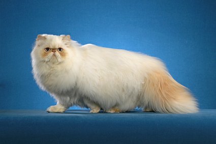 For a Cats: Cat Breeds - Himalayan Cat Beautiful Funny | Cat Foods, Cat ...