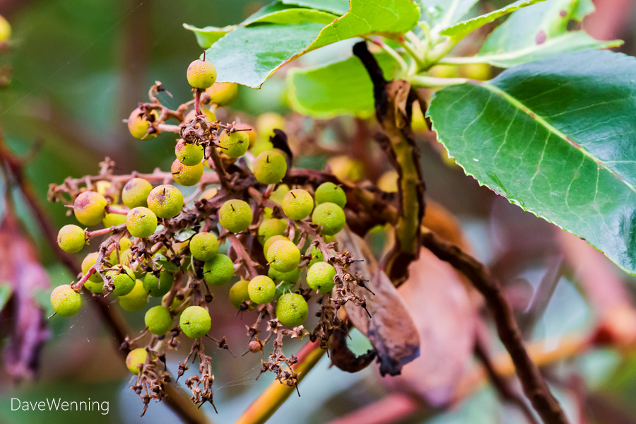 Madrona Bearing Fruit