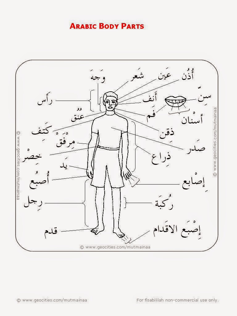 Arabic Body Part Abdlulwahab arabic-body-part-abdlulwahab