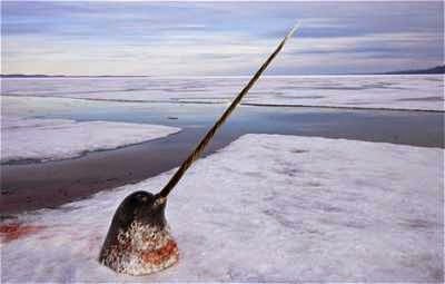 Il Narvalo, cos'è, dove vive, caratteristiche e foto: Il Narvalo è un ...