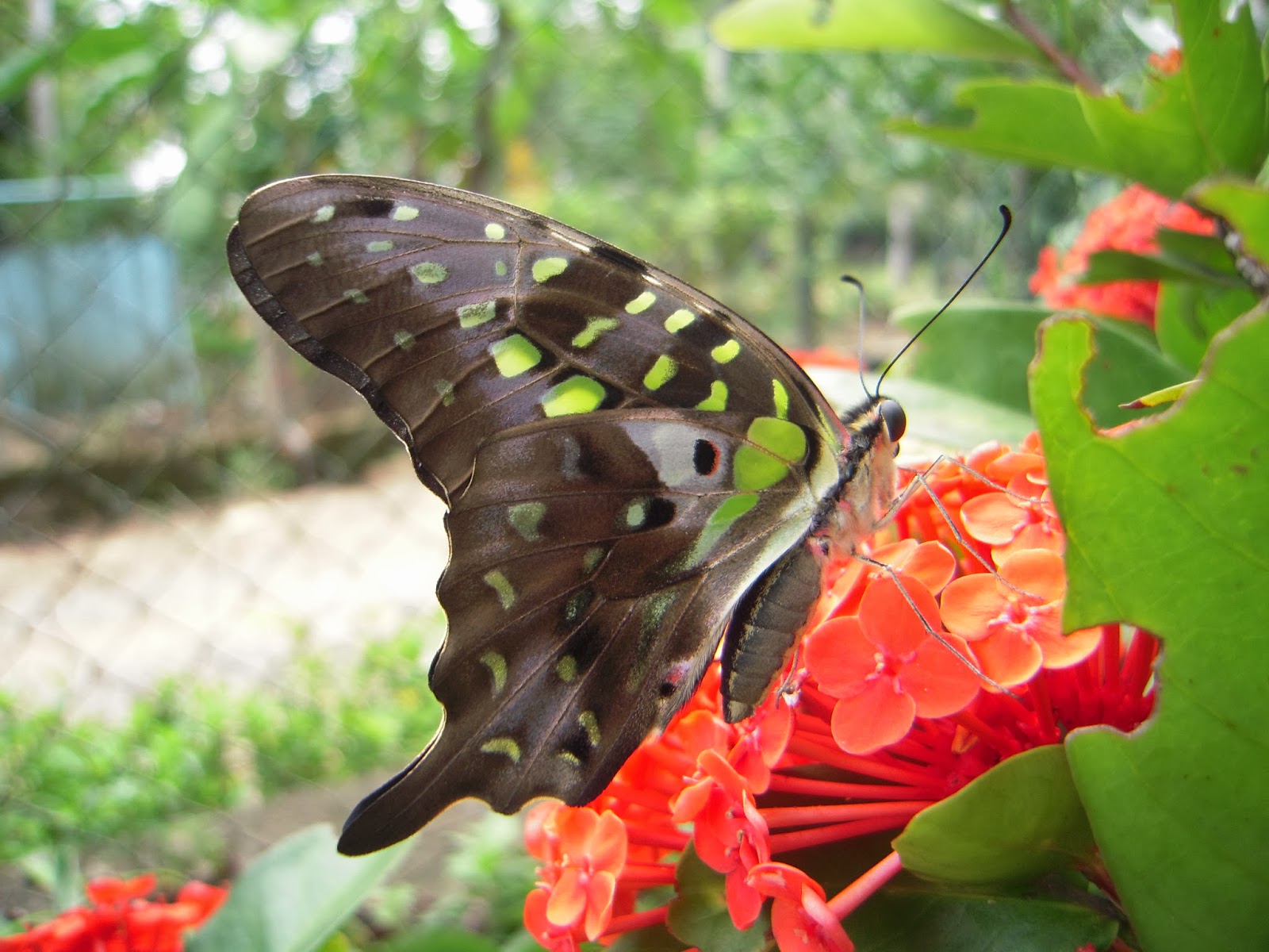 "Butterflies", Nature's Jewellery : 2018