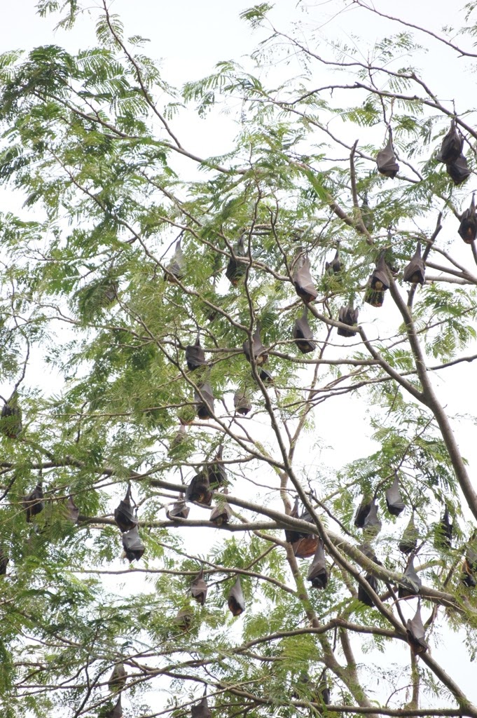 OUR PHILIPPINE TREES: Tree Hopping Bats!