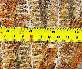 apicultura naturala fara tratamente: Rame inguste