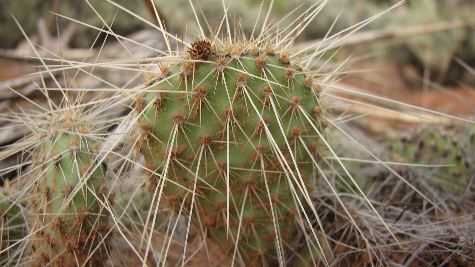 What's Growing in Colorado : Pick a Prickly Pear