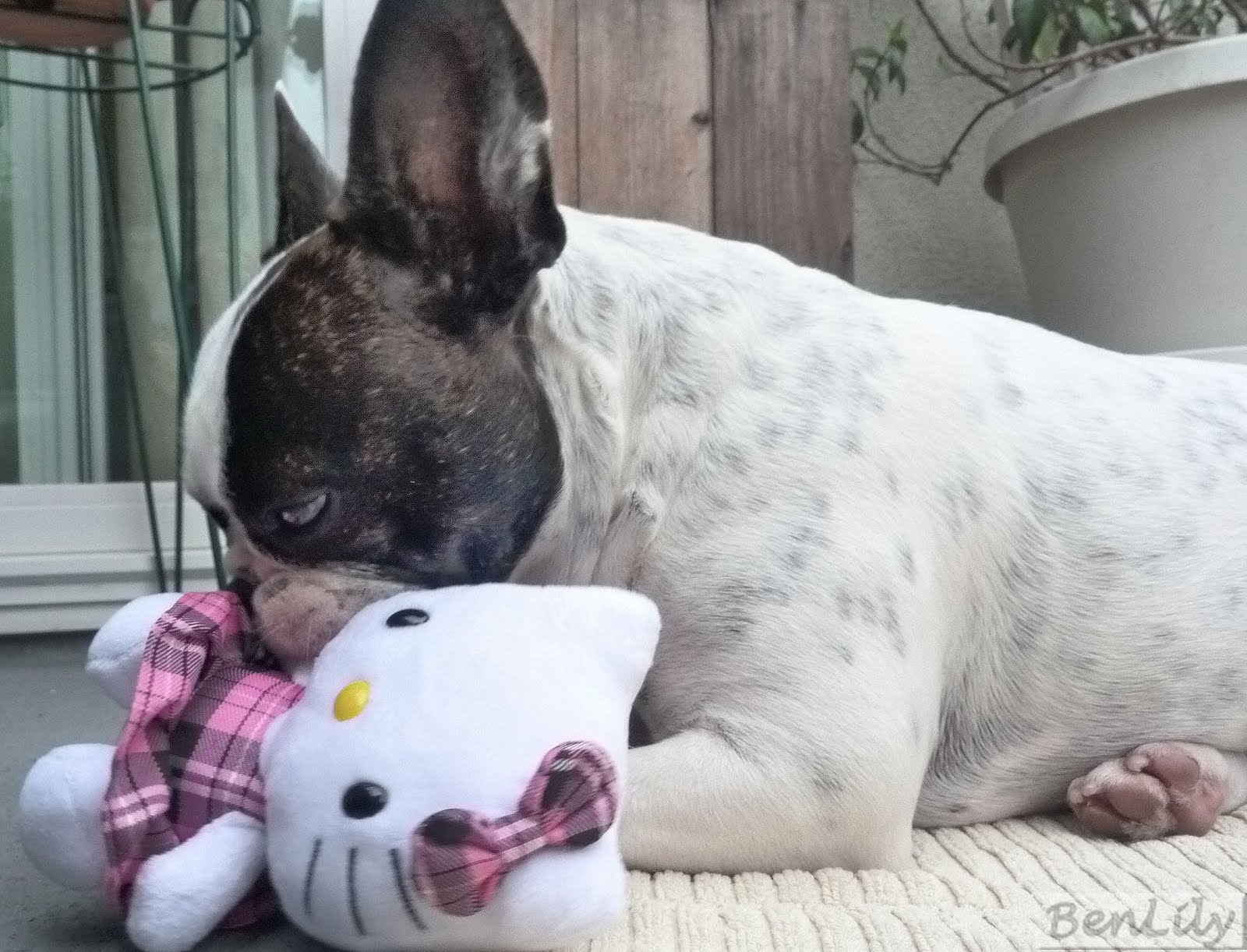 Two French Bulldogs: Hello Kitty