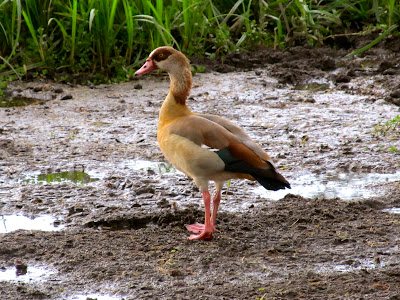 Texas to the Thames: Kenya's Lake Nakuru