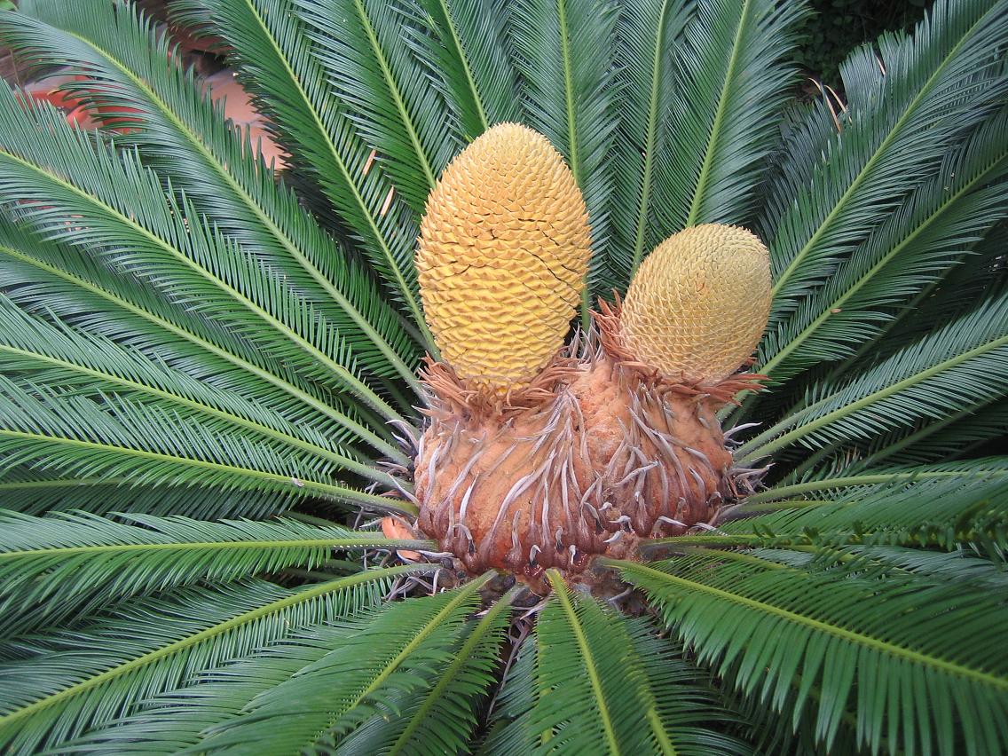 Blog de Dorisalon: EVOLUCIÓN DE LA CYCA