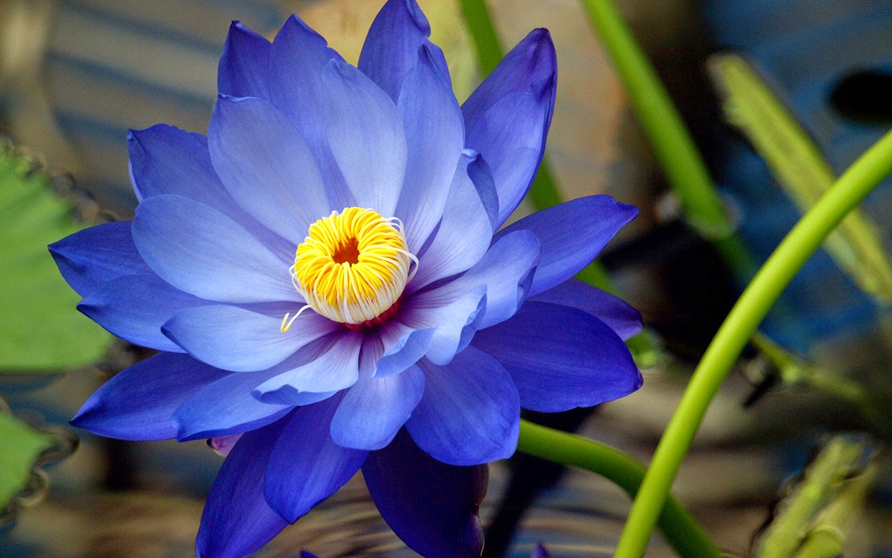 Koleksi Tanaman Hias: Lotus Biru